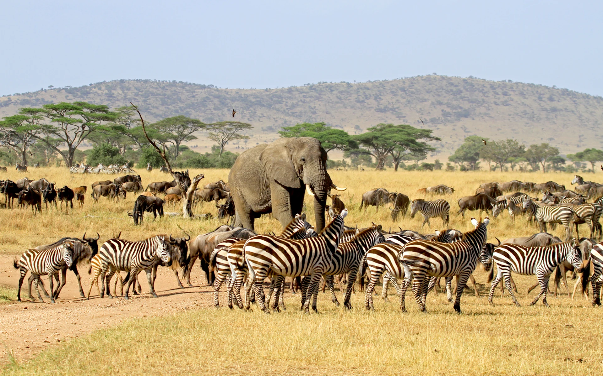 World Wildlife Conservation Day 2024: Saving African Wildlife | Africa ...